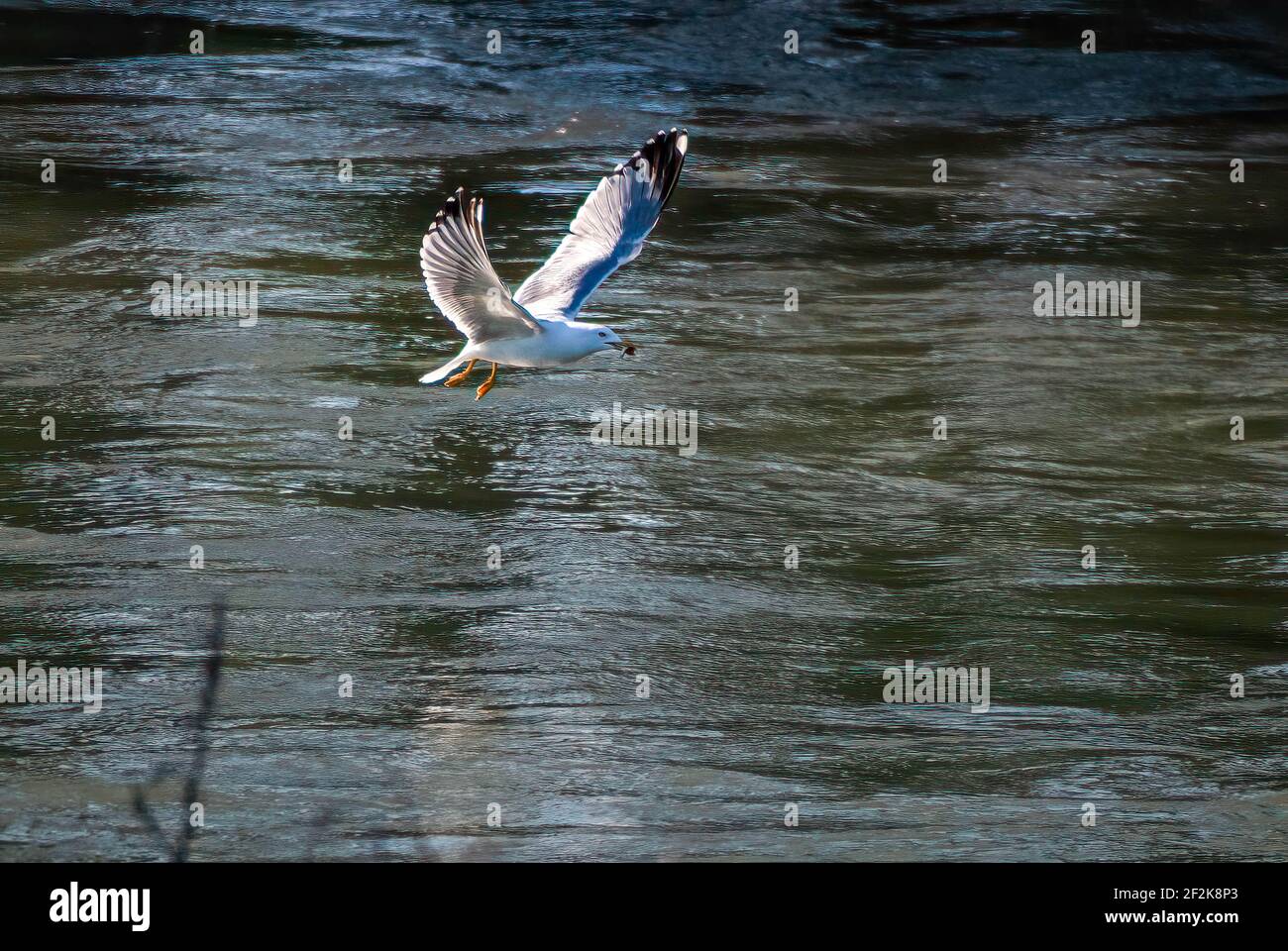 The prey of the sea hi-res stock photography and images - Alamy