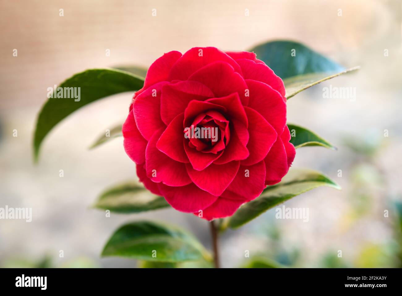 single red Camellia flower and green foliage Stock Photo - Alamy