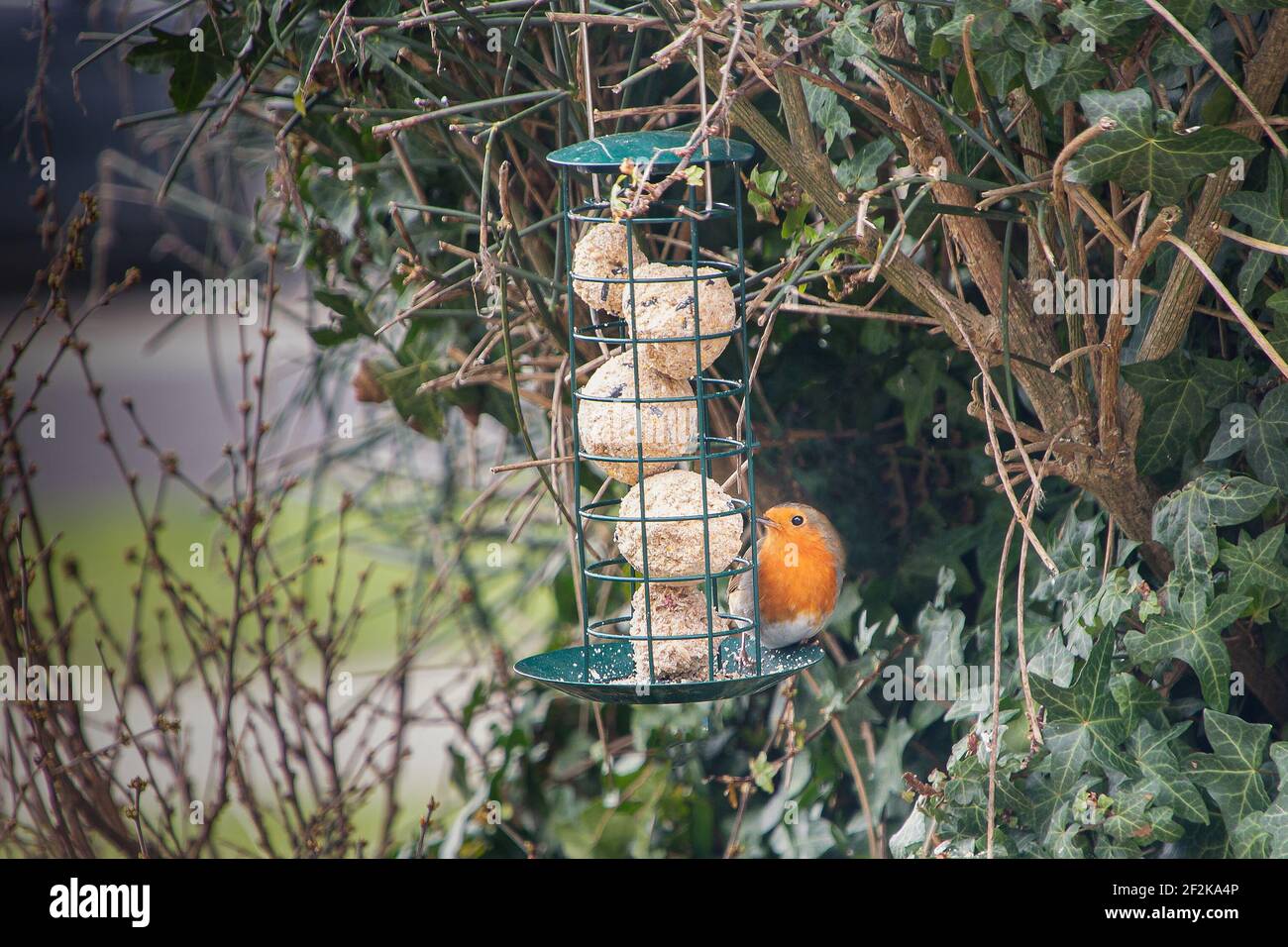 Robin bird feeding on fat or suet balls from a handing feeder hanging ...