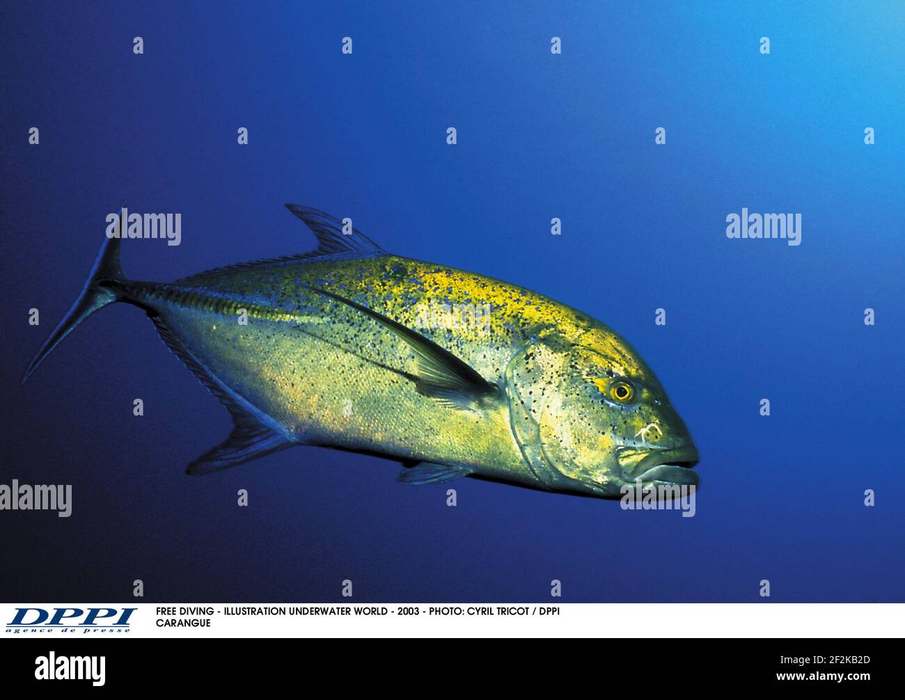 Carangue hi-res stock photography and images - Alamy