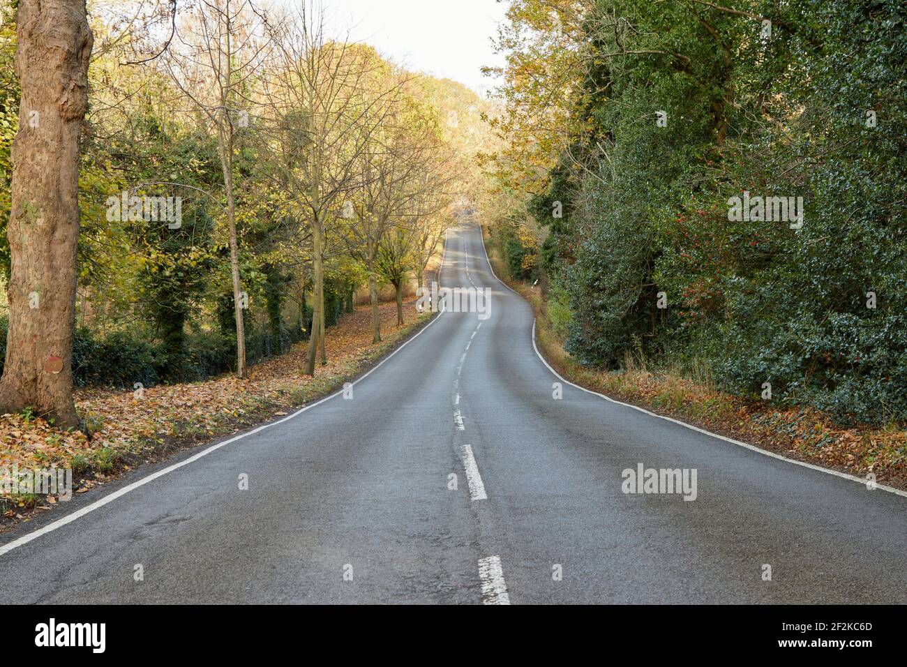Tree-lined British country road in the countryside, showing a long road ...