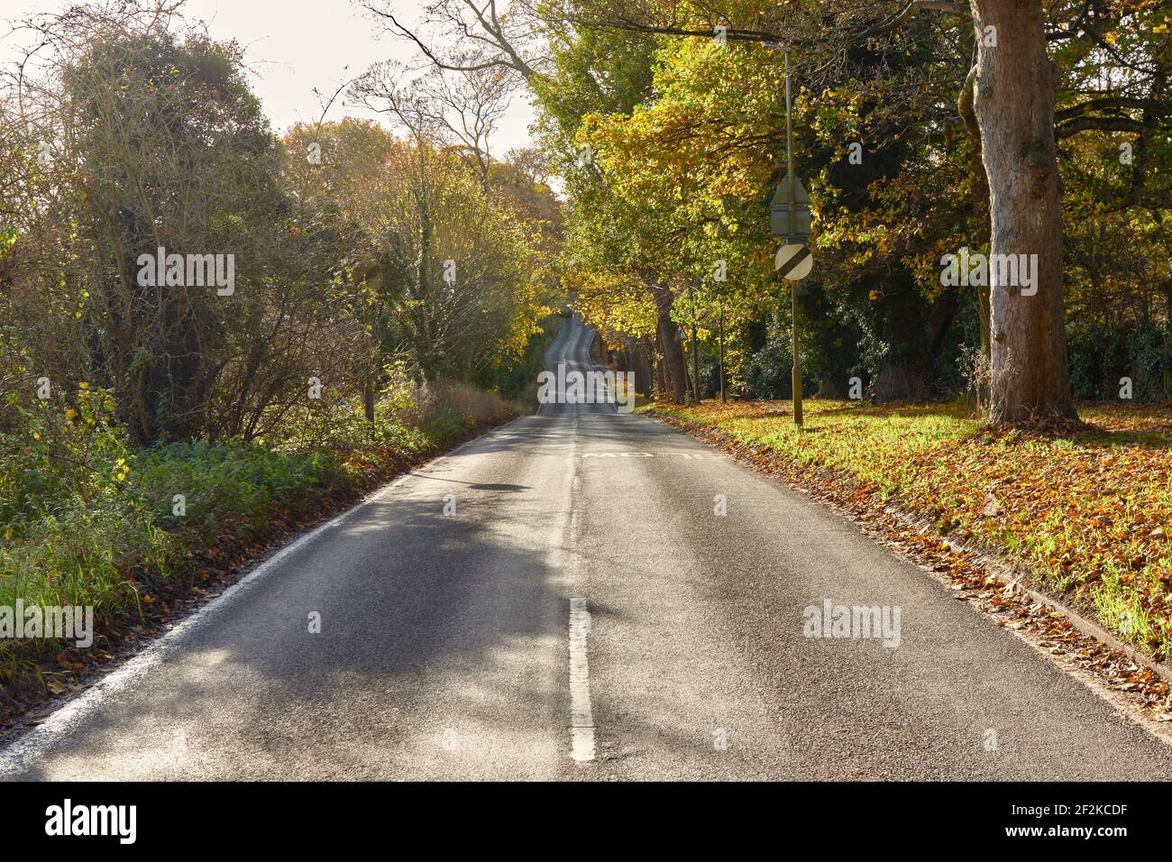 Tree-lined British country road in the countryside, showing a long road ...