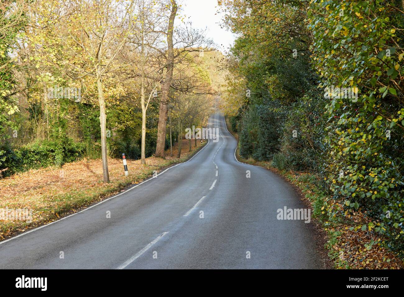 Tree-lined British country road in the countryside, showing a long road ...