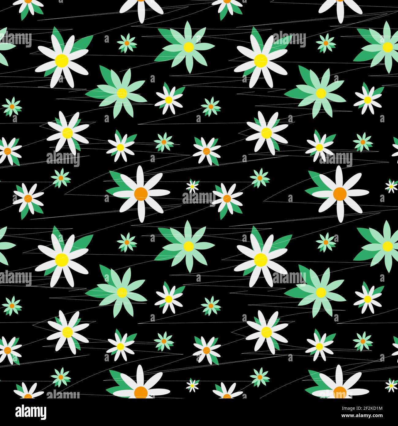 Beautiful white daisy flowers isolated on black background. Cute ...