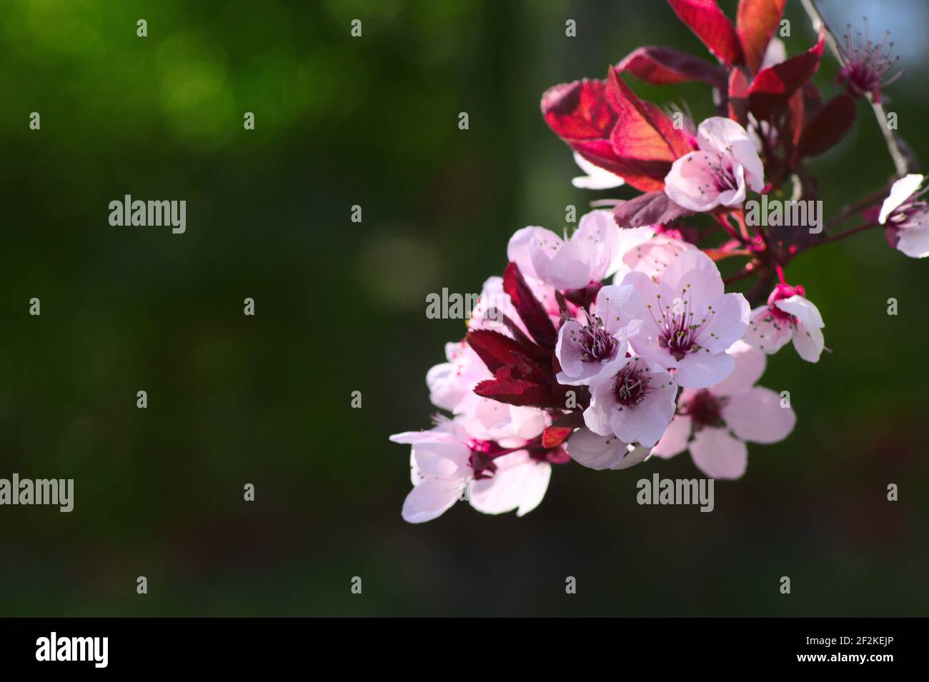 Flowering plum tree hi-res stock photography and images - Alamy