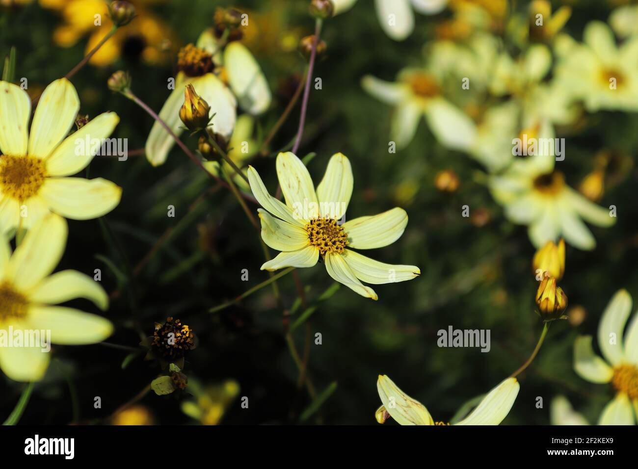 Closeup of tickseed flowers growing in the summer Stock Photo - Alamy