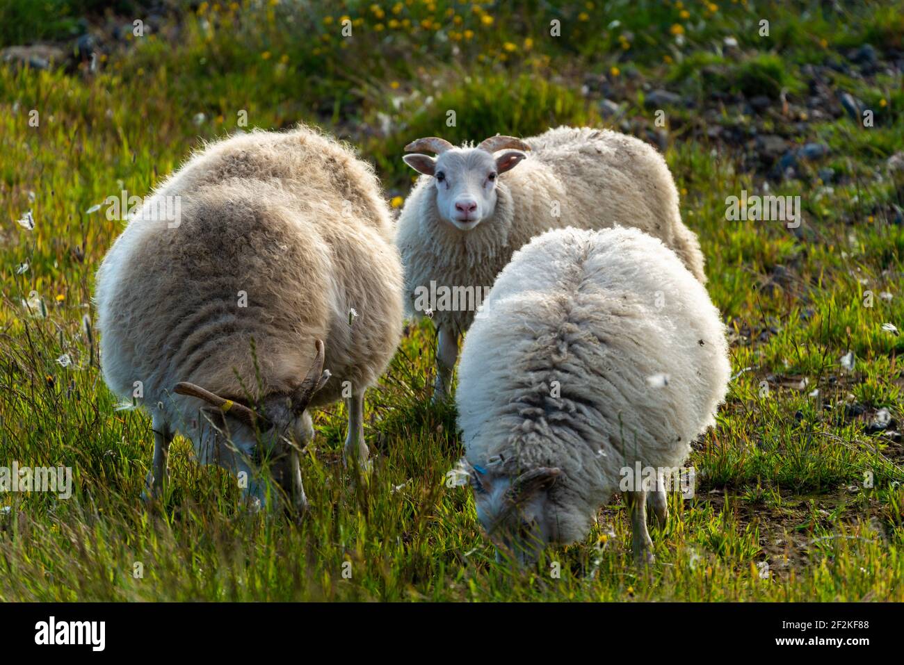 Nature of sheep hi-res stock photography and images - Alamy