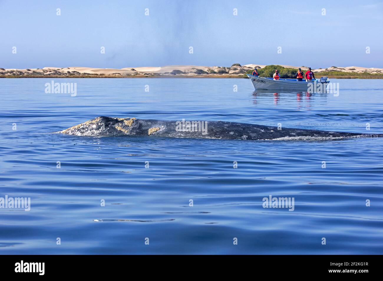 Tourists in tourist boat watching Pacific gray whale (Eschrichtius ...