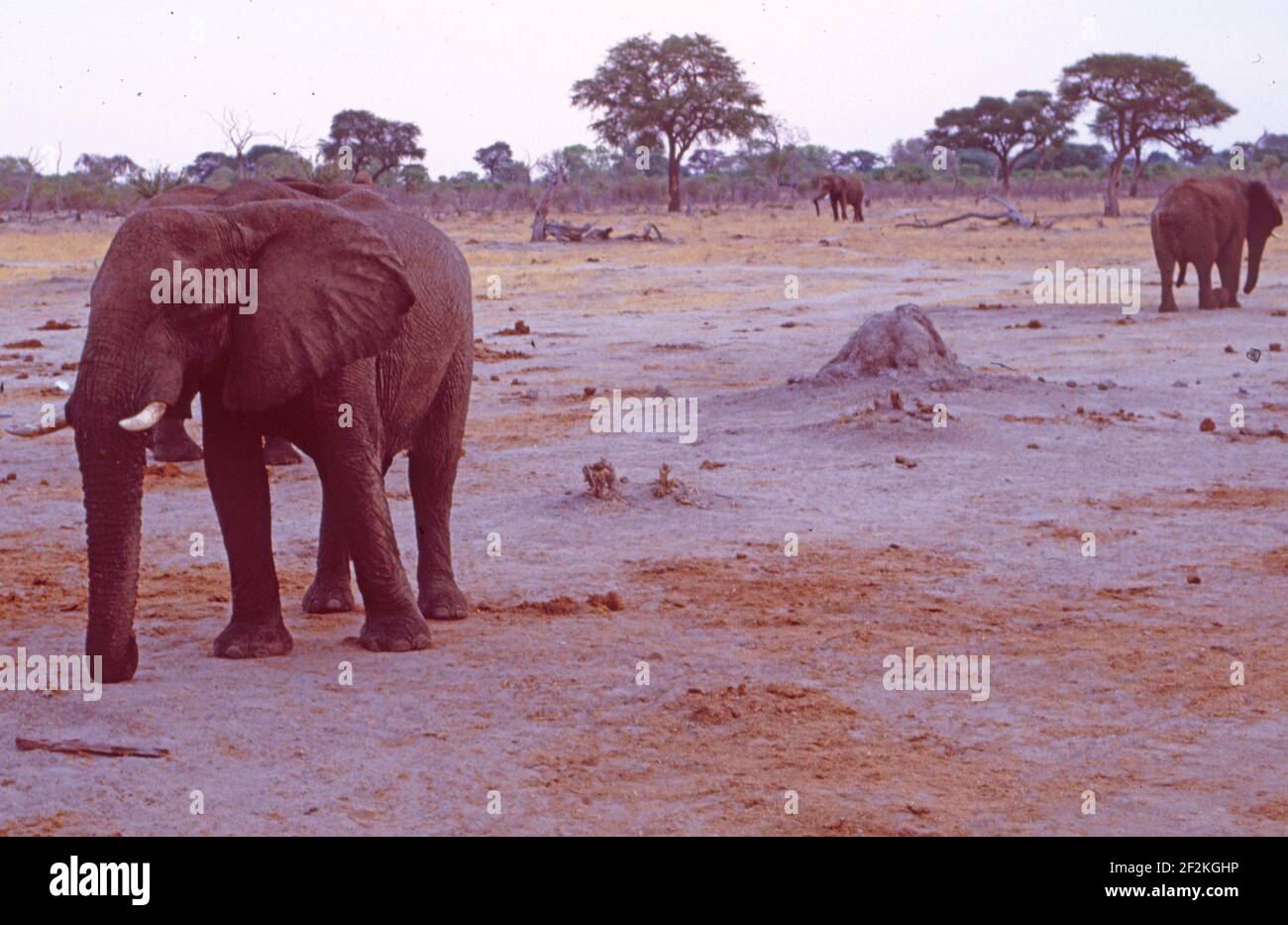 Botswana: The ultimate wild life experience in the Okavango Delta and ...