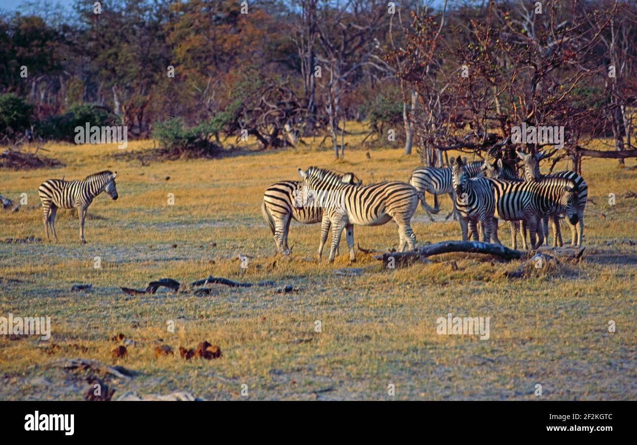 Botswana: The ultimate wild life experience in the Okavango Delta and ...