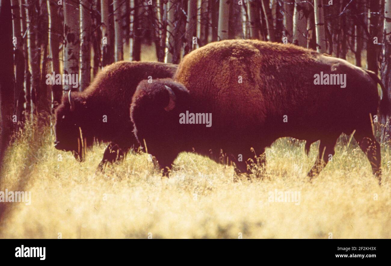 Buffalow High Resolution Stock Photography and Images - Alamy