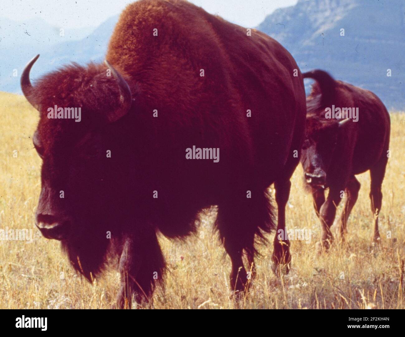 Buffalow hi-res stock photography and images - Alamy