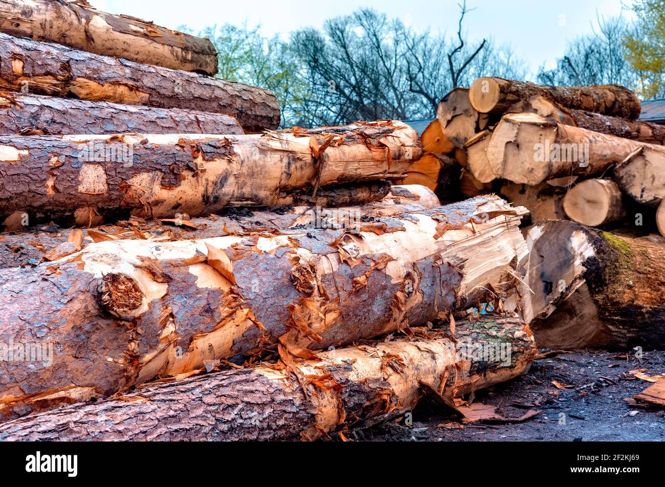 Horizontal shot of harvested trees in a lumber yard. This is a revised ...