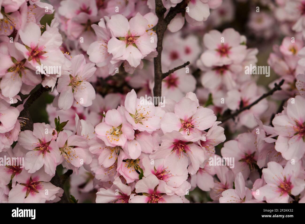 Almond tree blossoms pink flowers blooming in spring Stock Photo - Alamy