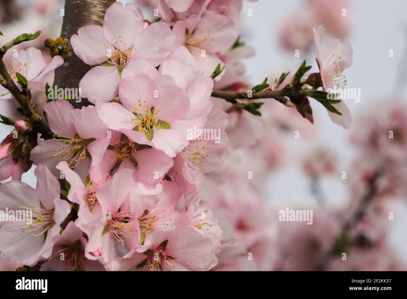 Almond tree blossoms pink flowers blooming in spring Stock Photo - Alamy