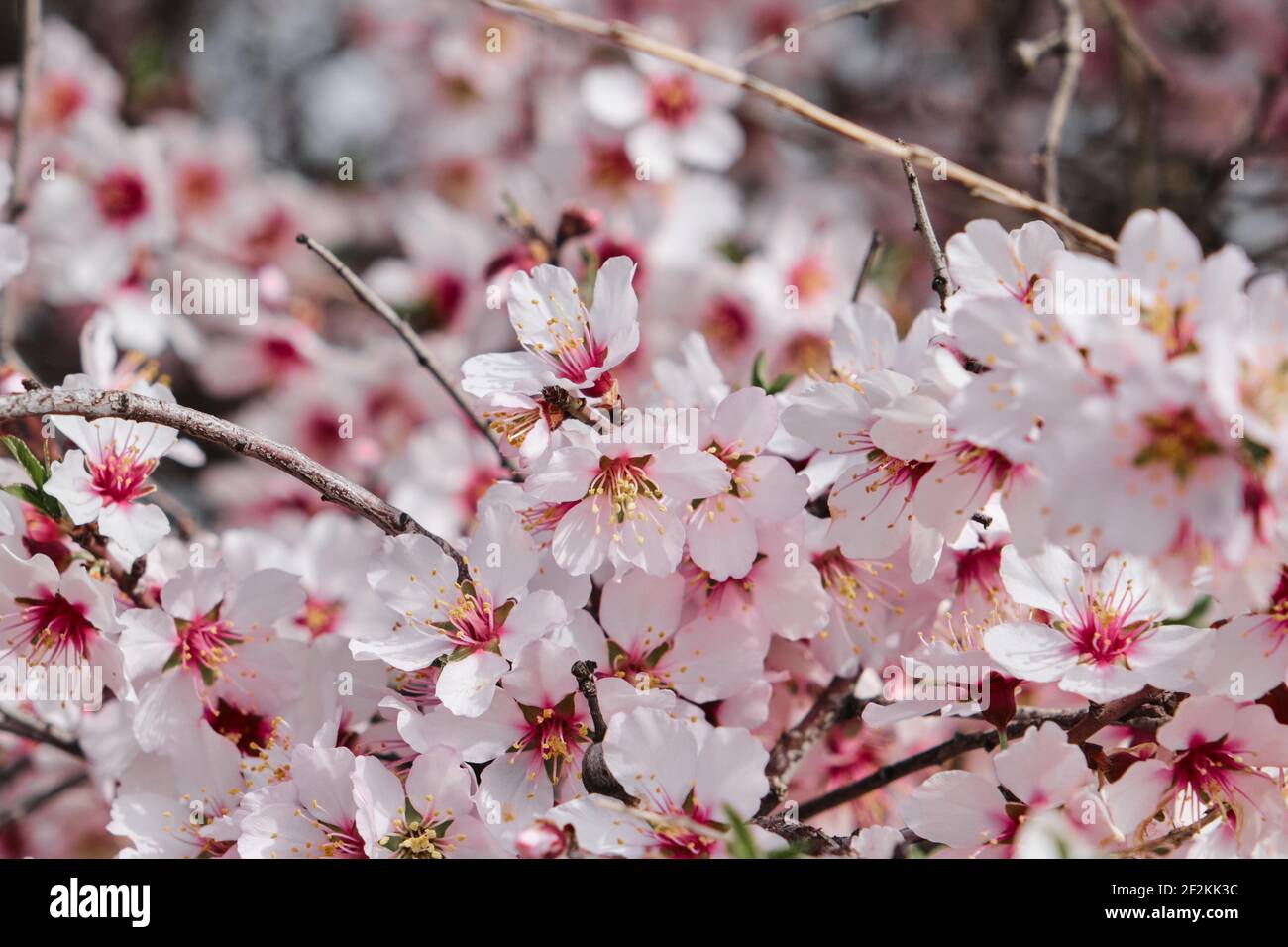 Almond tree blossoms white pink flowers blooming in spring Stock Photo ...