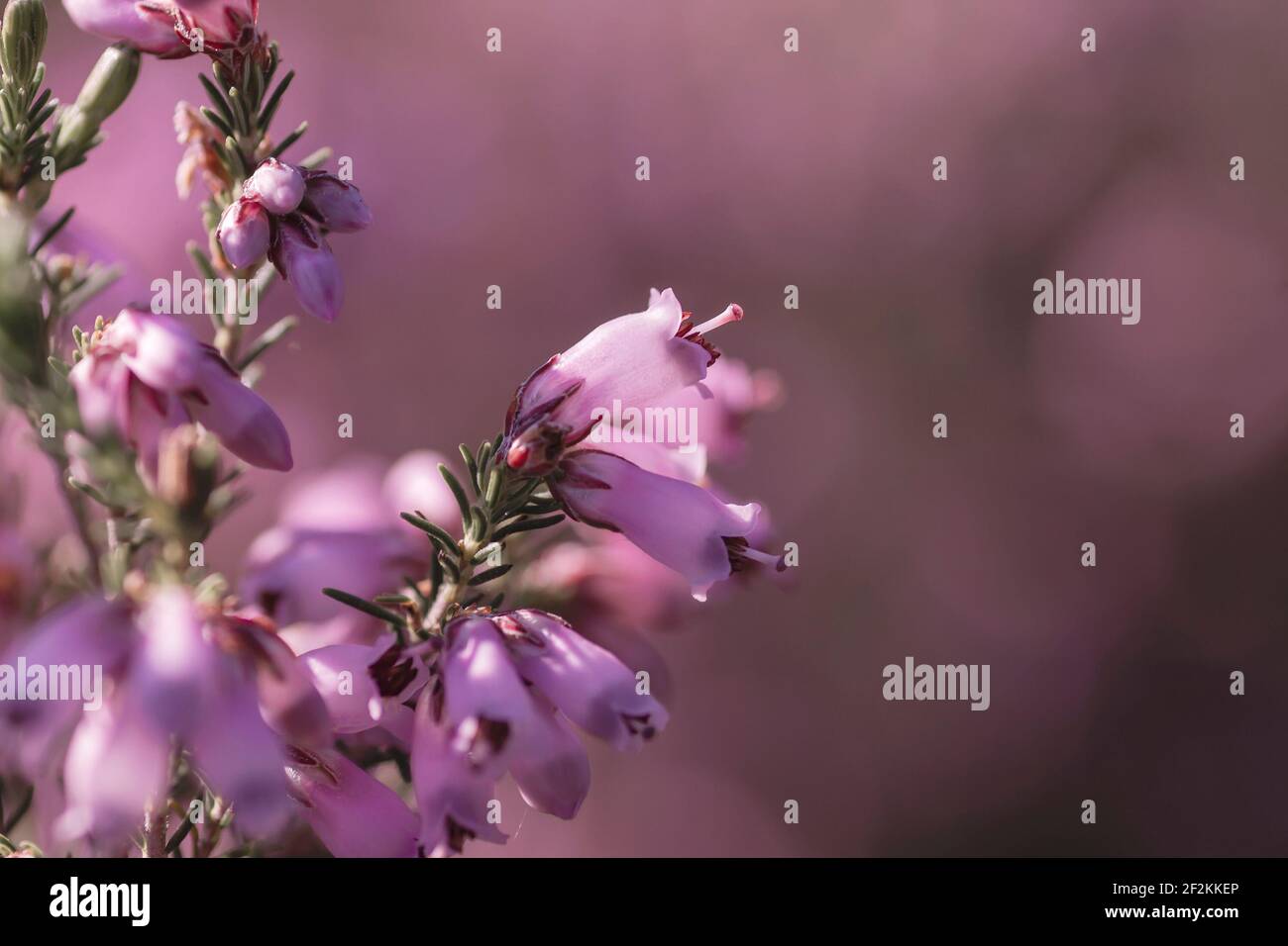 Purple irish heath hi-res stock photography and images - Alamy