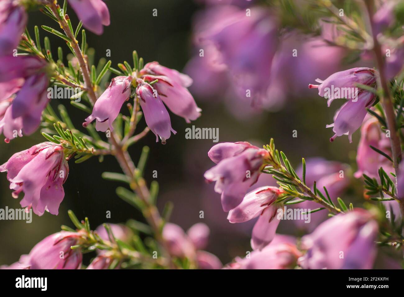 Irish ecosystem hi-res stock photography and images - Alamy