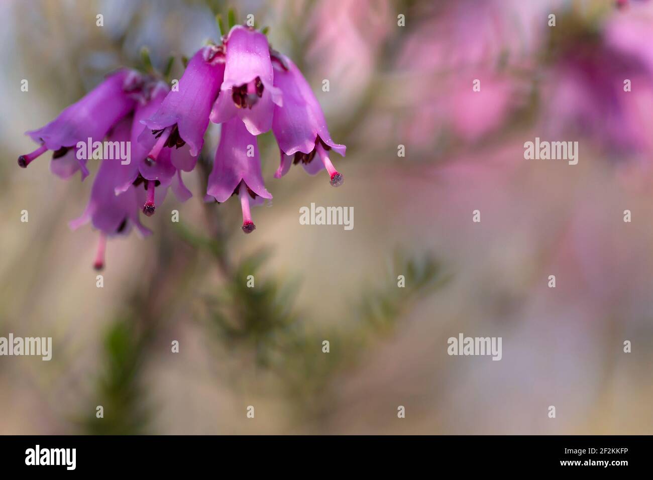 Purple irish heath hi-res stock photography and images - Alamy