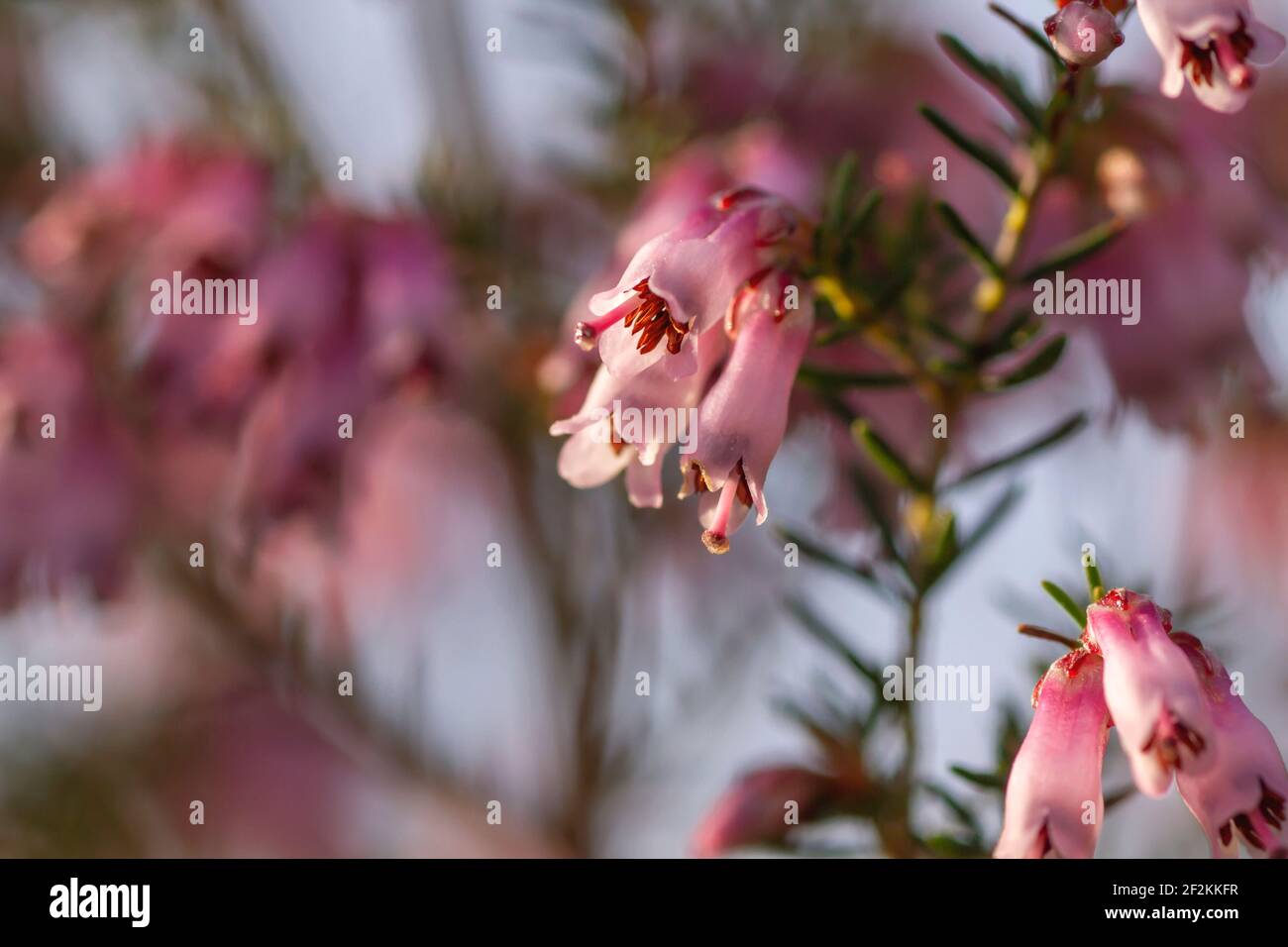 Irish heath pink flowers blooming in spring Stock Photo - Alamy
