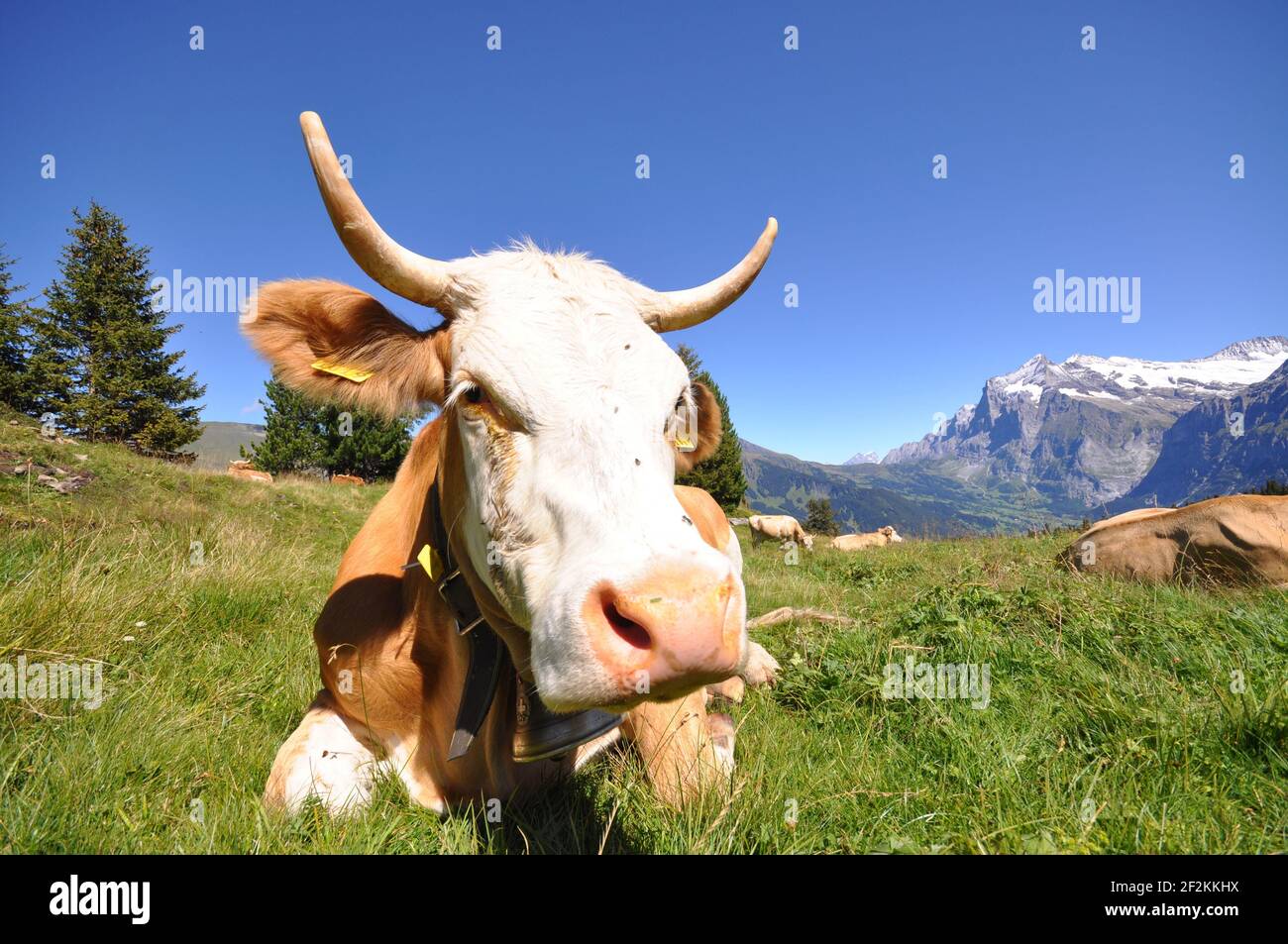 A closeup shot of a cow in grassland Stock Photo - Alamy