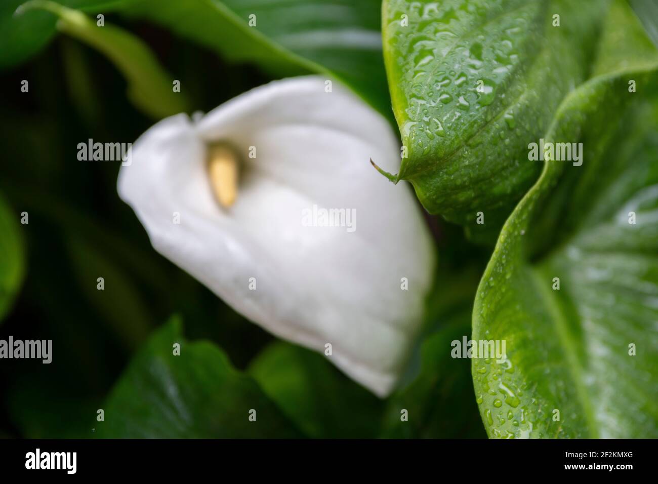 White dew garden hi-res stock photography and images - Alamy