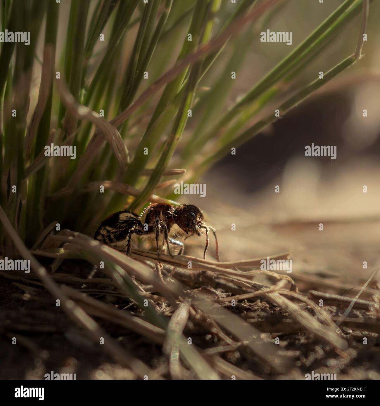 Hairy ant (wasp, Mutillidae) among weeds Stock Photo - Alamy