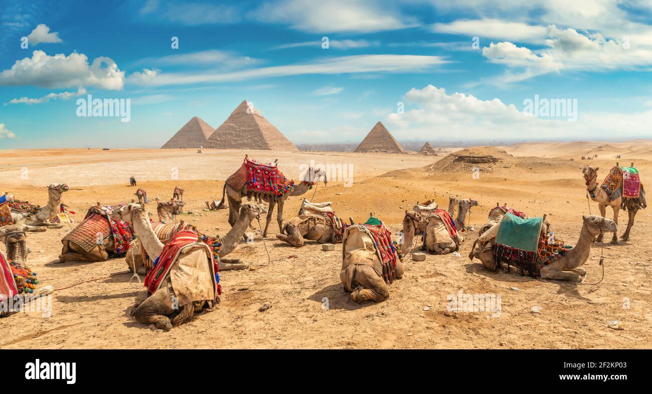Sinai desert camels hi-res stock photography and images - Alamy