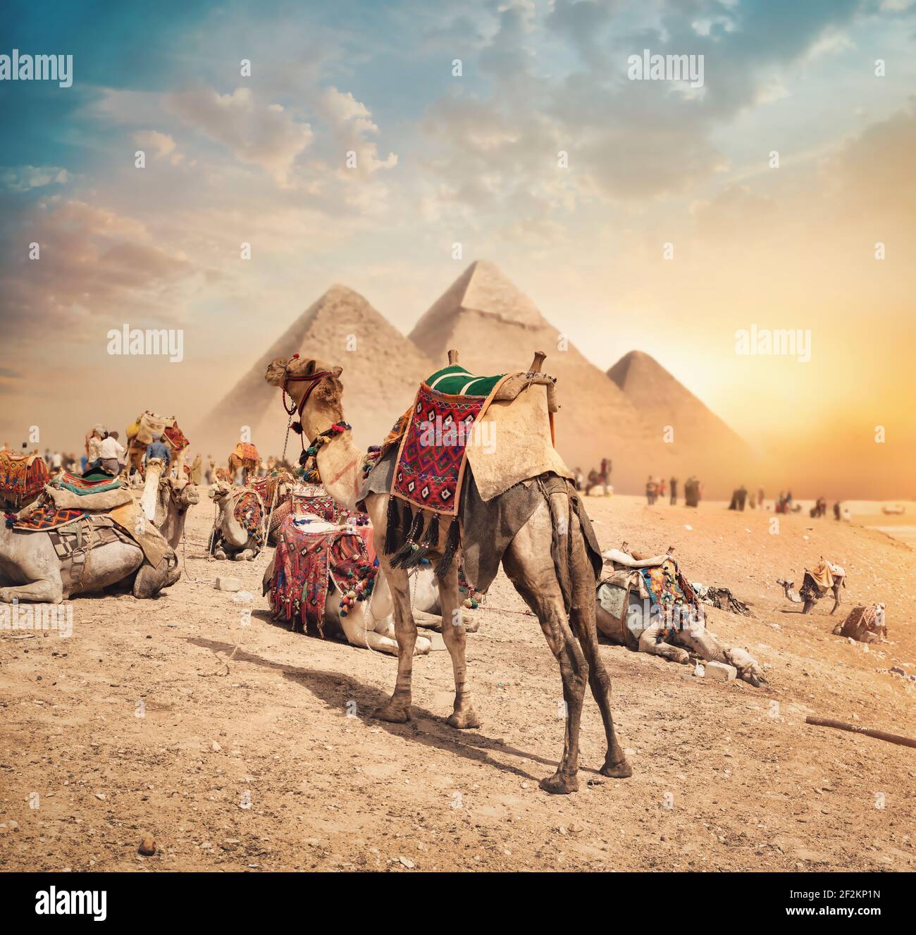 Sinai desert camels hi-res stock photography and images - Alamy