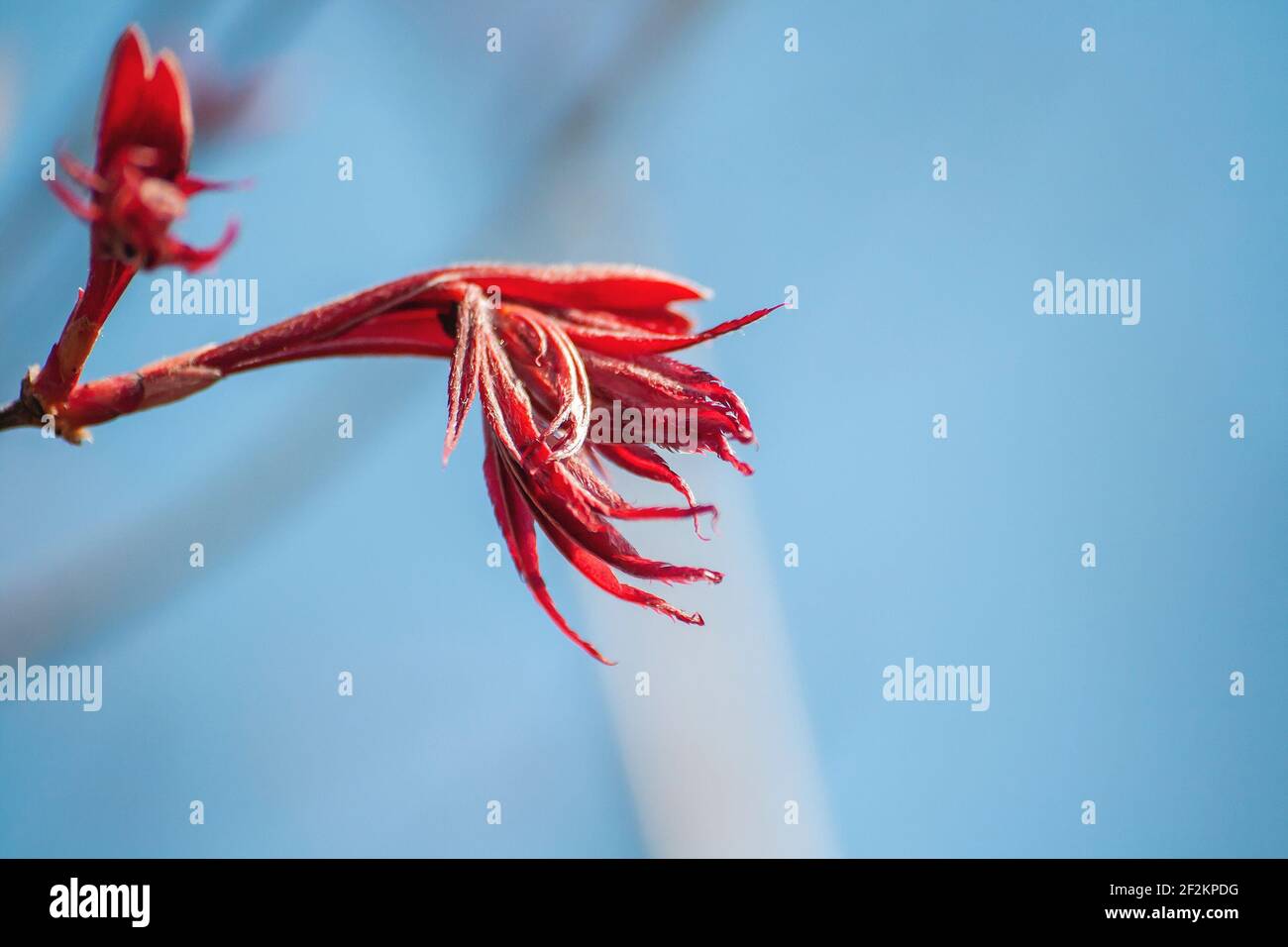 Sprouting maple hi-res stock photography and images - Alamy