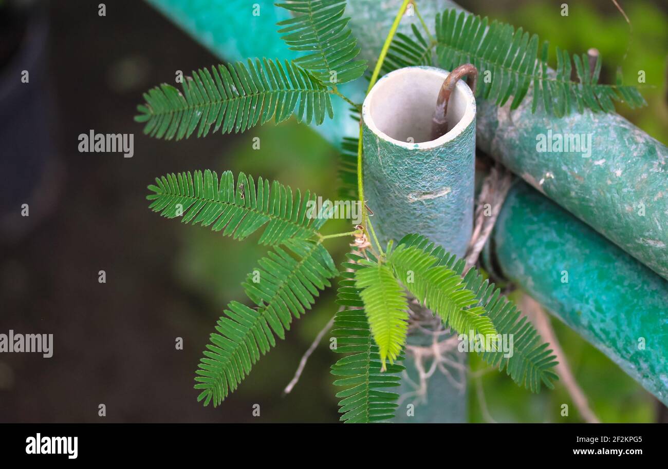The green leaves of the plant Mimosa pudica (touch-me-not). A sensitive ...
