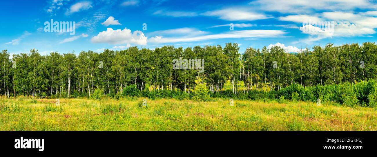 Forest belt line and field at day Stock Photo - Alamy