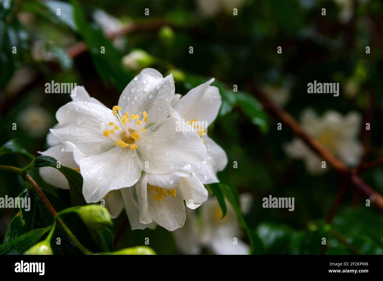 Rain falling on flowers High Resolution Stock Photography and Images ...