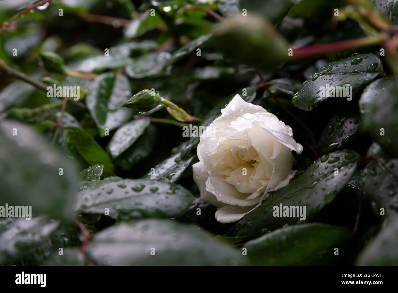 Rain Falling On Flowers