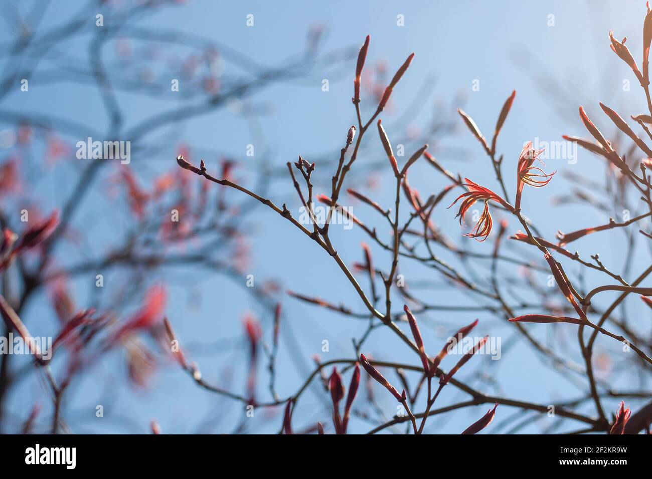 Acer palmatum deciduous tree sprouting red foliage in spring Stock ...