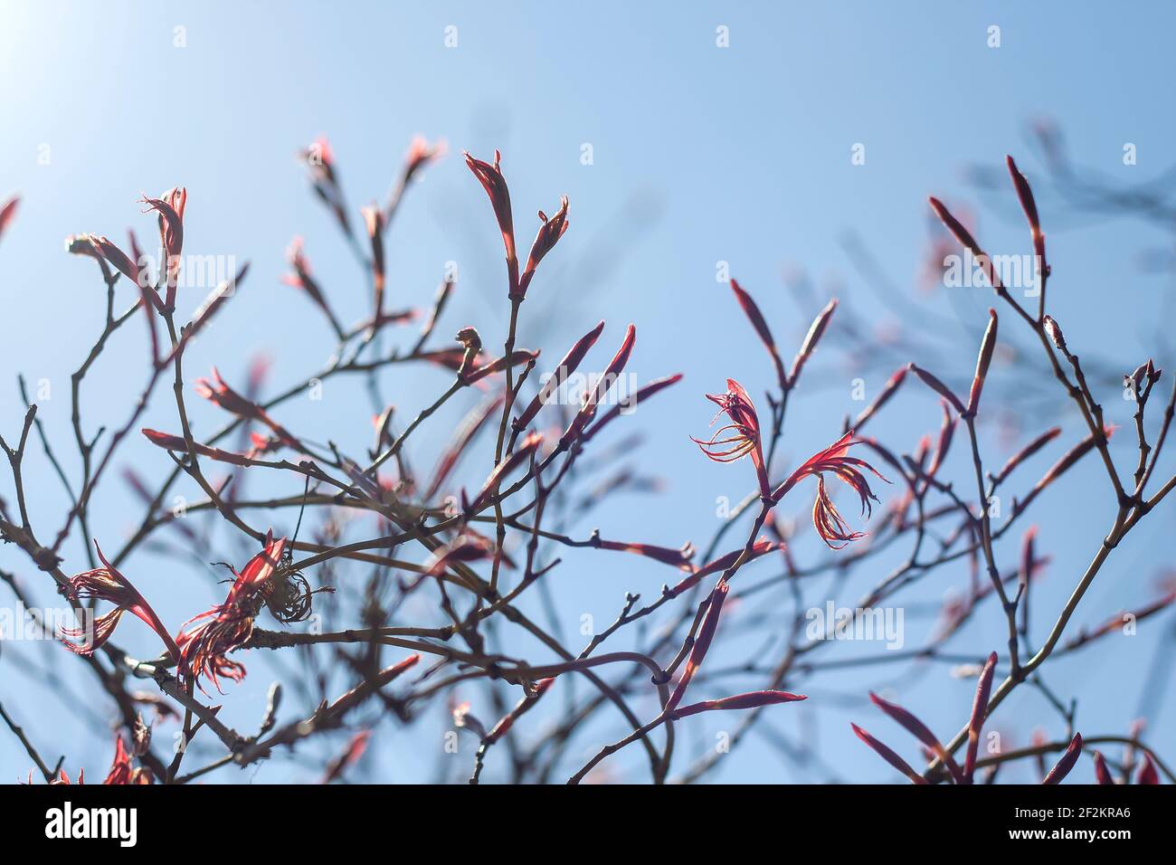 Acer palmatum deciduous tree sprouting red foliage in spring Stock ...