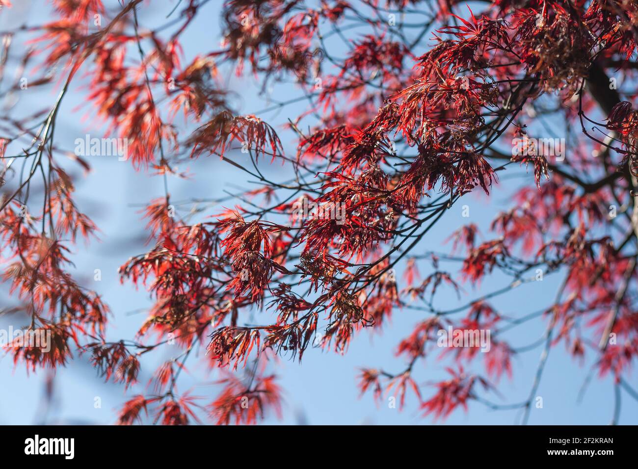 Japanese red maple close hi-res stock photography and images - Alamy