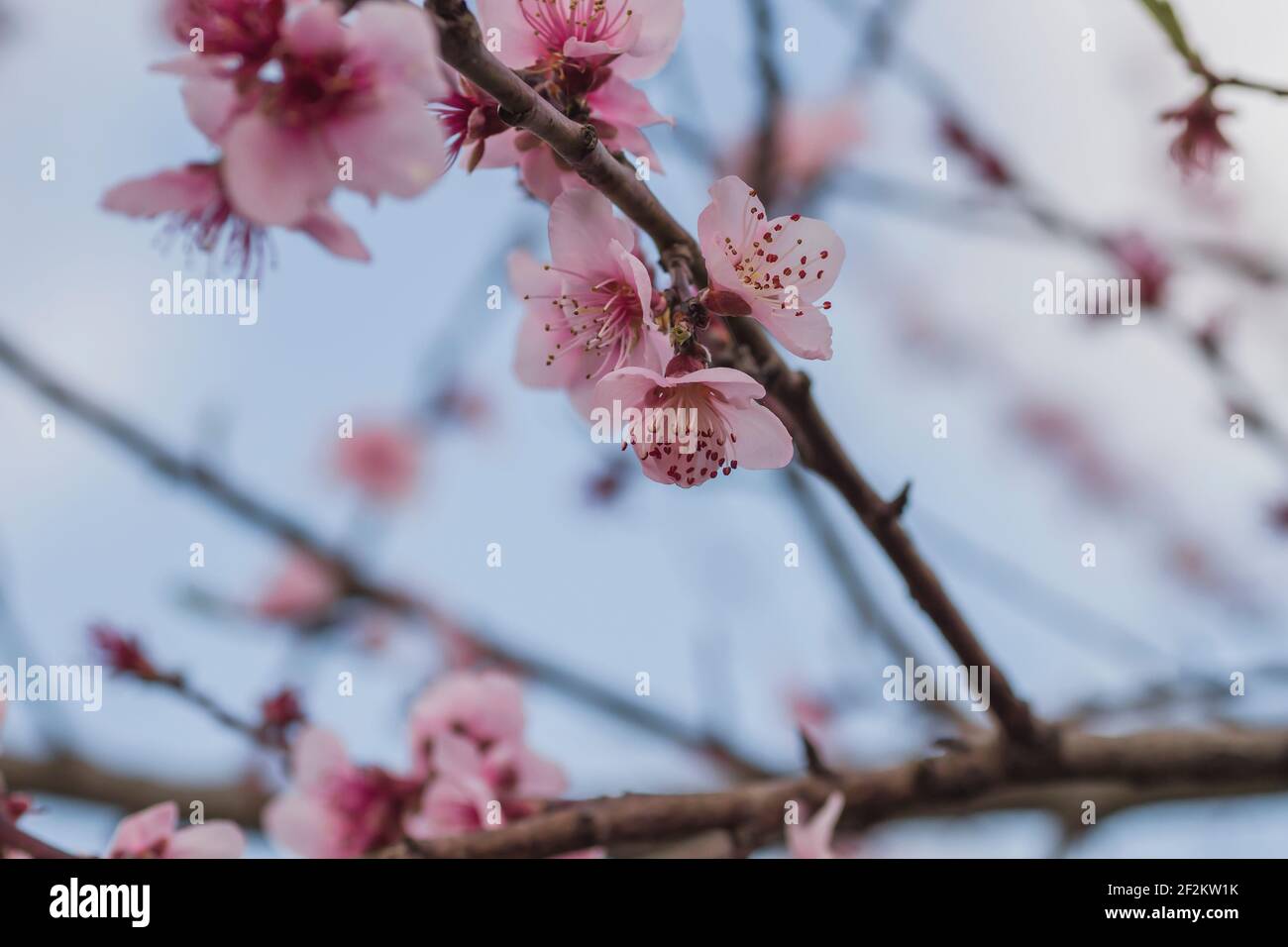 Detail of prunus persica pink flowers blossom in spring Stock Photo - Alamy