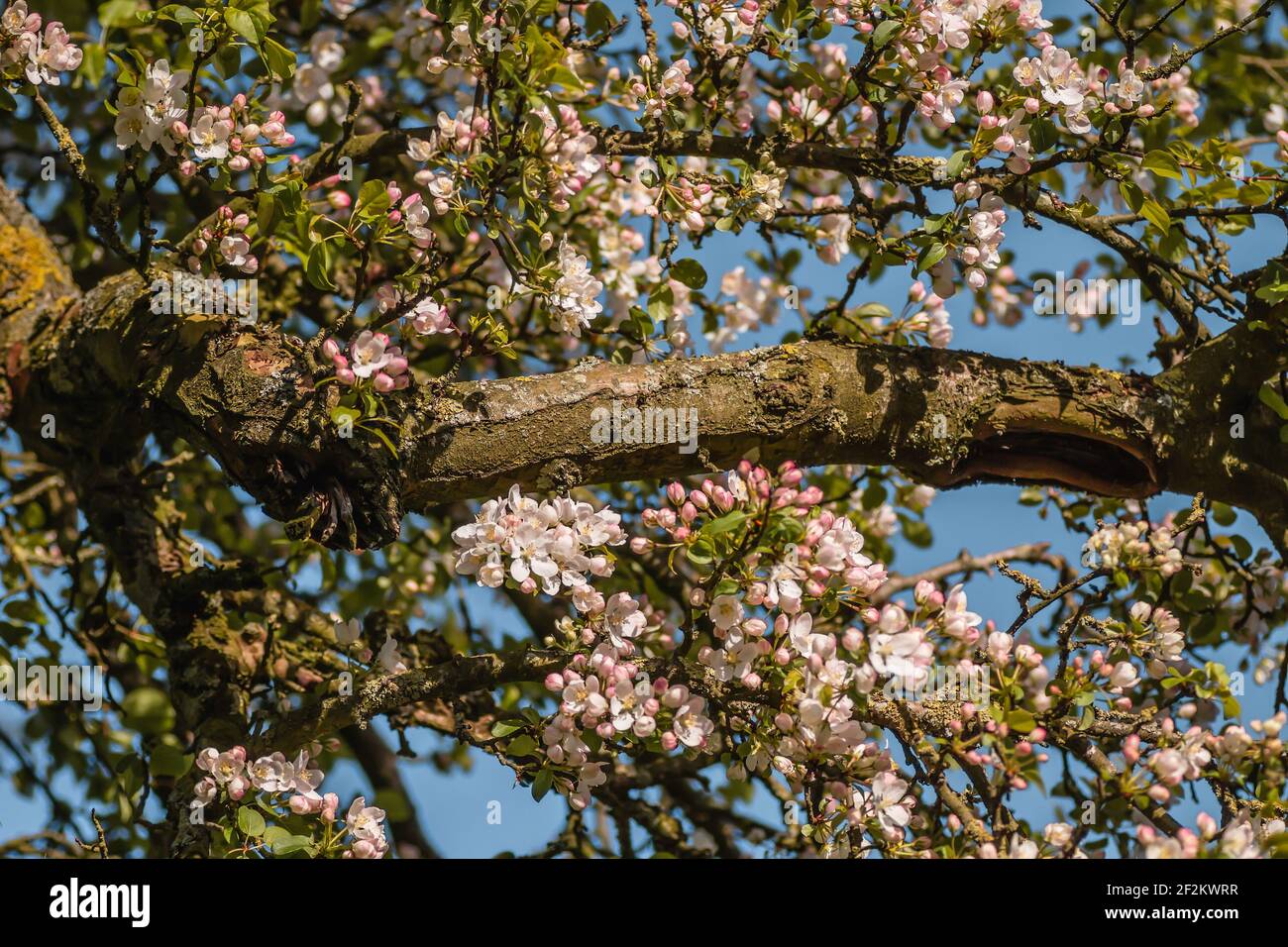 Wild apple tree hi-res stock photography and images - Alamy
