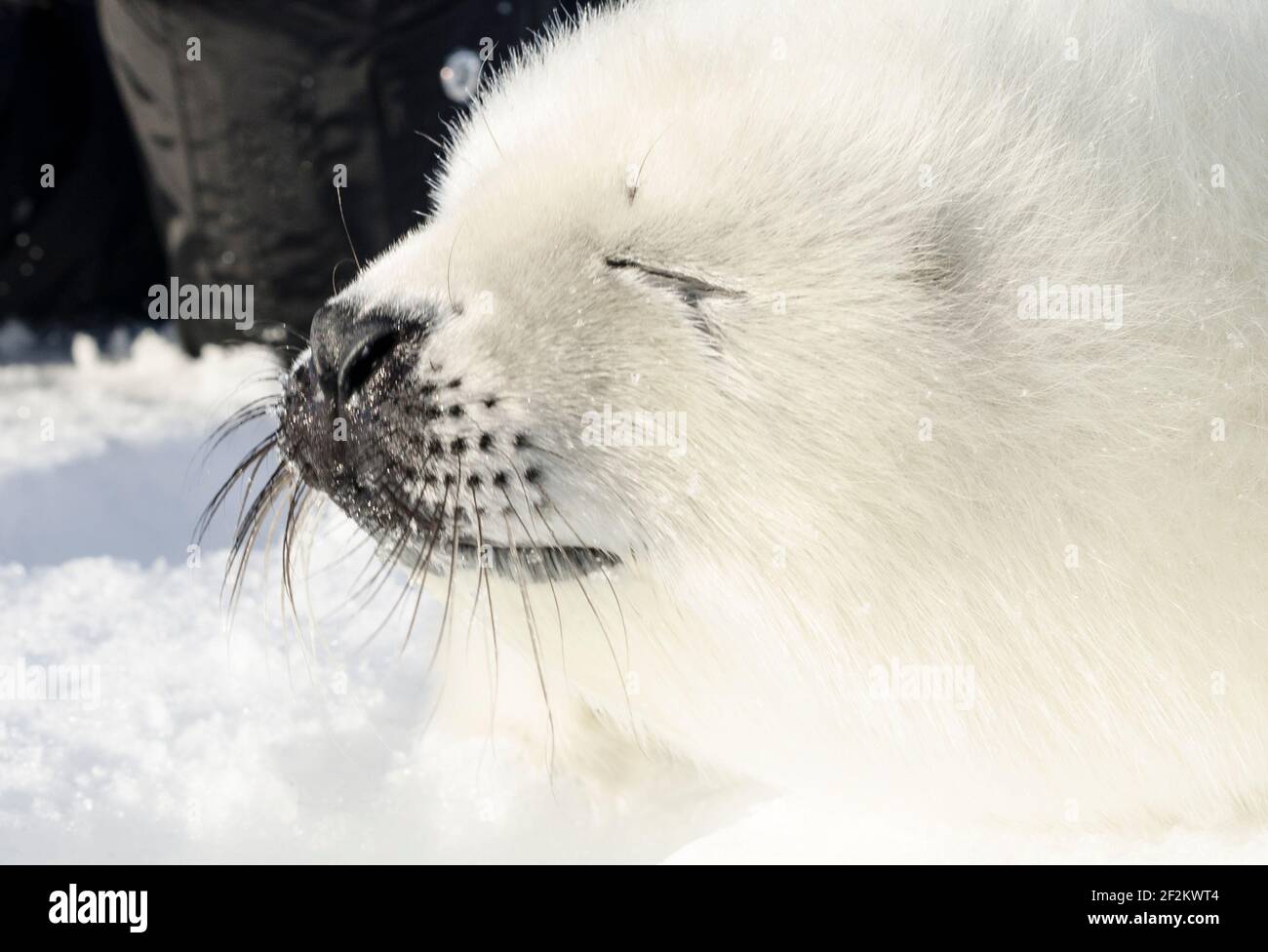 Fluffy Baby Seal