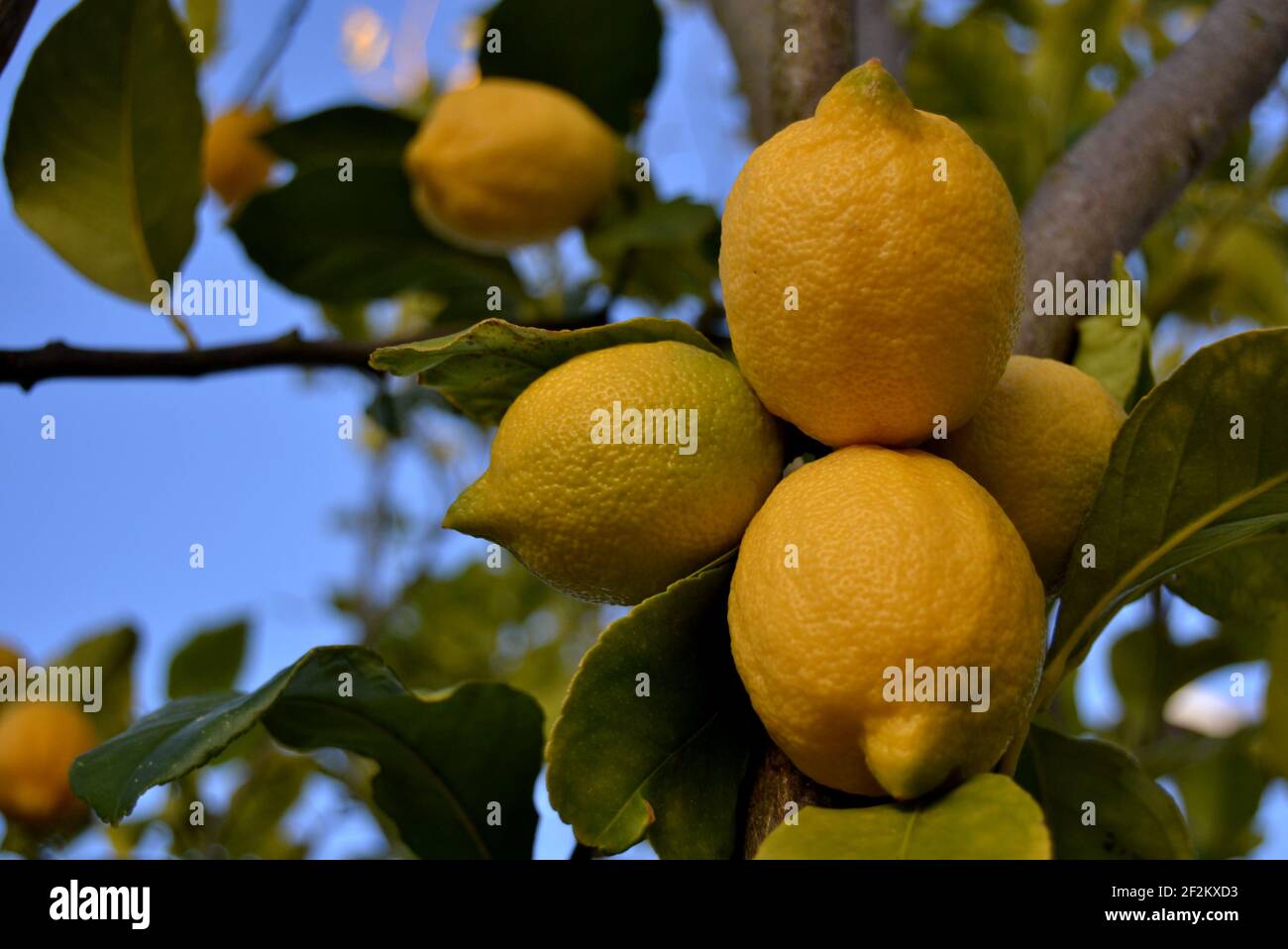 A bunch of ripe lemons on a lemon tree reading for picking Stock Photo ...