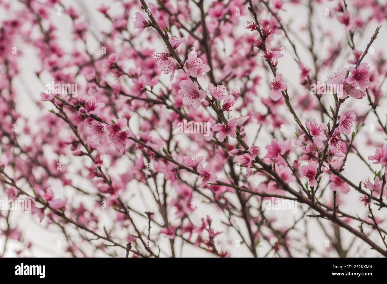 Detail of prunus persica pink flowers blossom in spring Stock Photo - Alamy