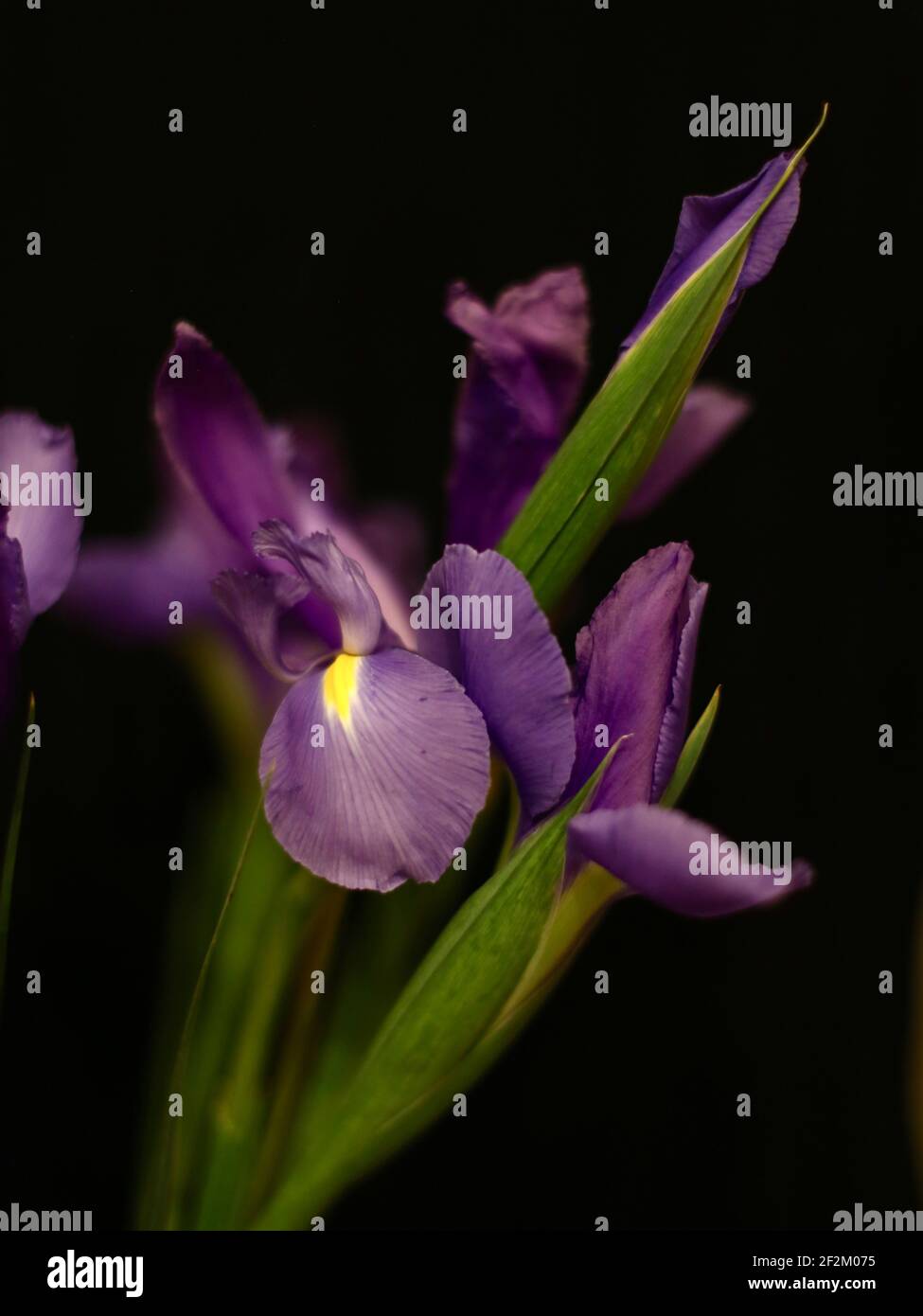 Iris close hi-res stock photography and images - Alamy
