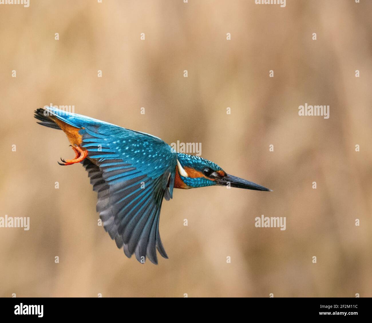 Kingfisher in flight hi-res stock photography and images - Alamy