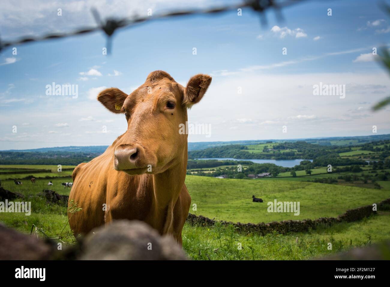 Cow border hi-res stock photography and images - Alamy