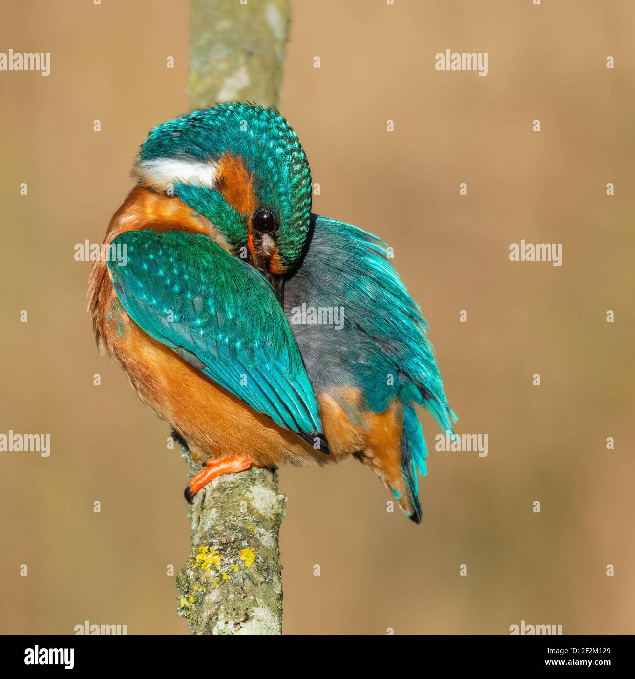 Preening common kingfisher hi-res stock photography and images - Alamy