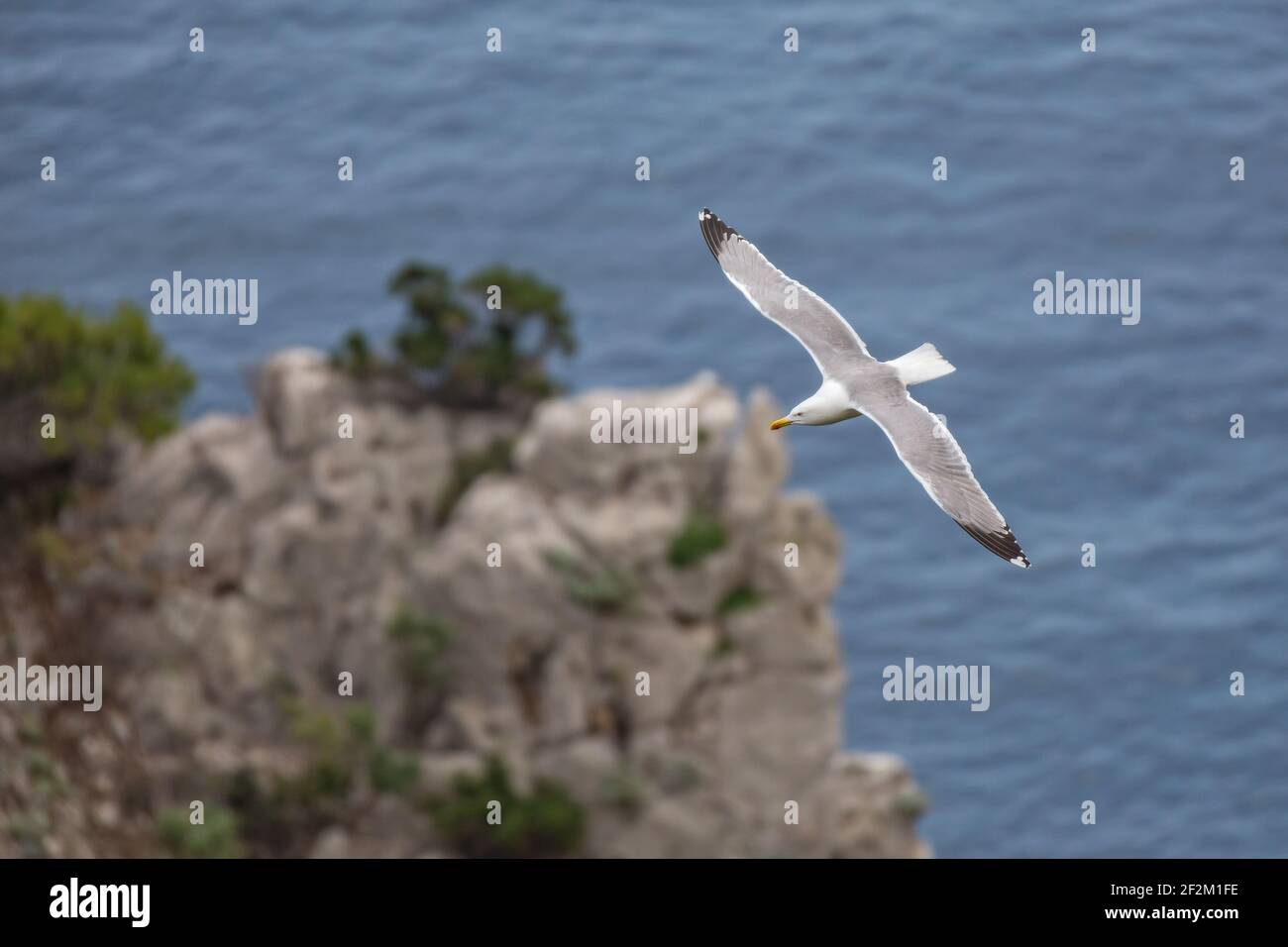 Water bird flying over the blue sea. Seagull flying at the Faraglioni ...