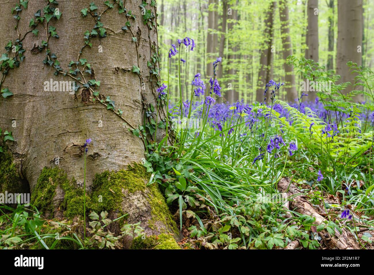 Springtime forest ecosystem detail with blossoming bluebell purple ...