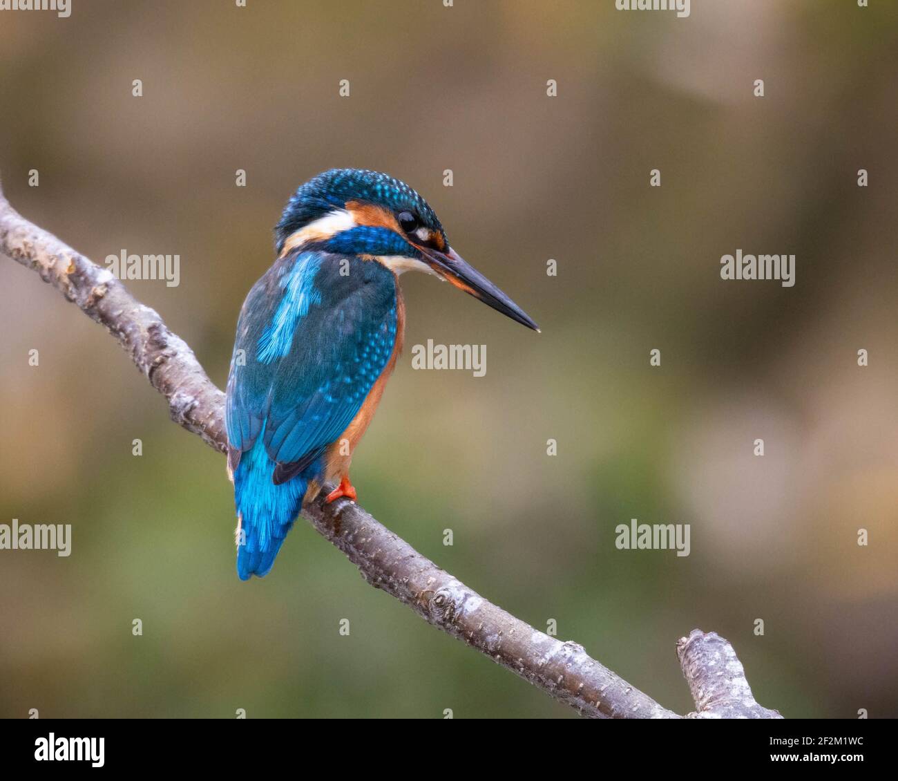 British common kingfishers hi-res stock photography and images - Alamy
