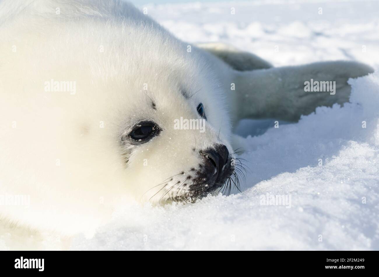 Newborn seal. Squirrel seal. White fluffy harp seal Stock Photo - Alamy